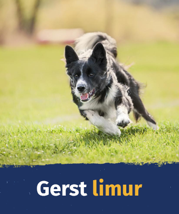 Heim - Seyðahundasamband Føroya