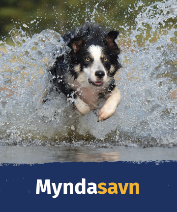 Heim - Seyðahundasamband Føroya